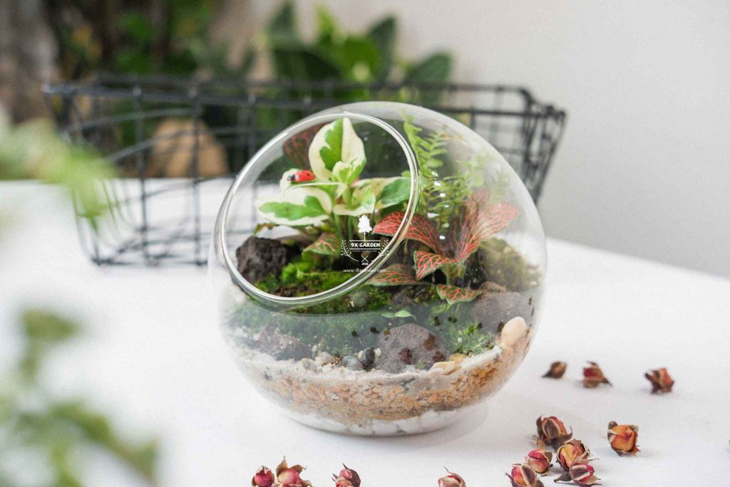 Top 8 Workshop Terrarium ở Sài Gòn để bạn tự tay thiết kế “khu vườn ...