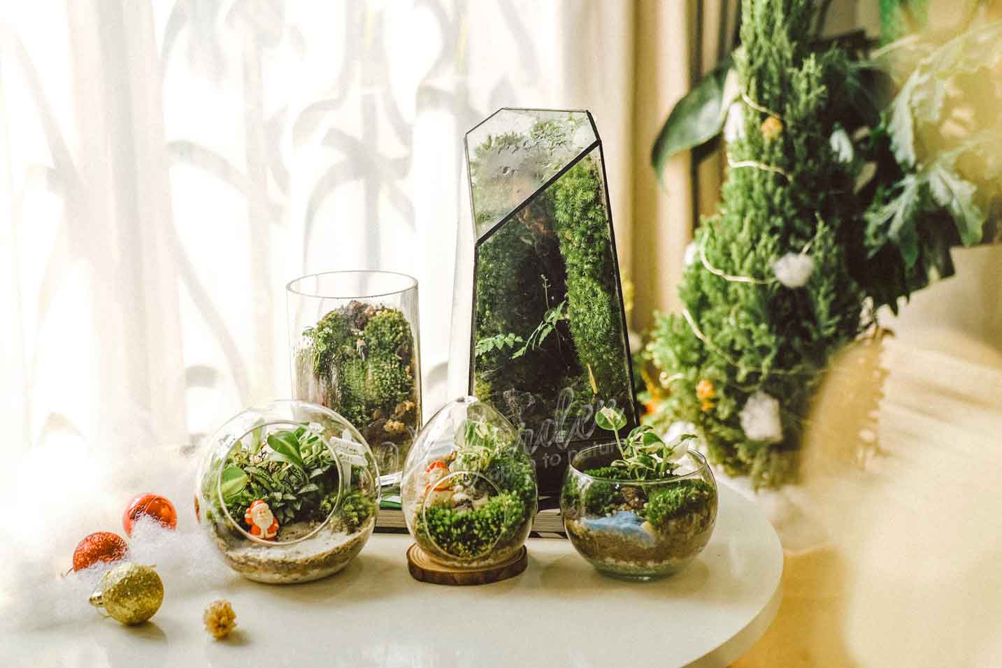 Top 8 Workshop Terrarium ở Sài Gòn để bạn tự tay thiết kế “khu vườn ...