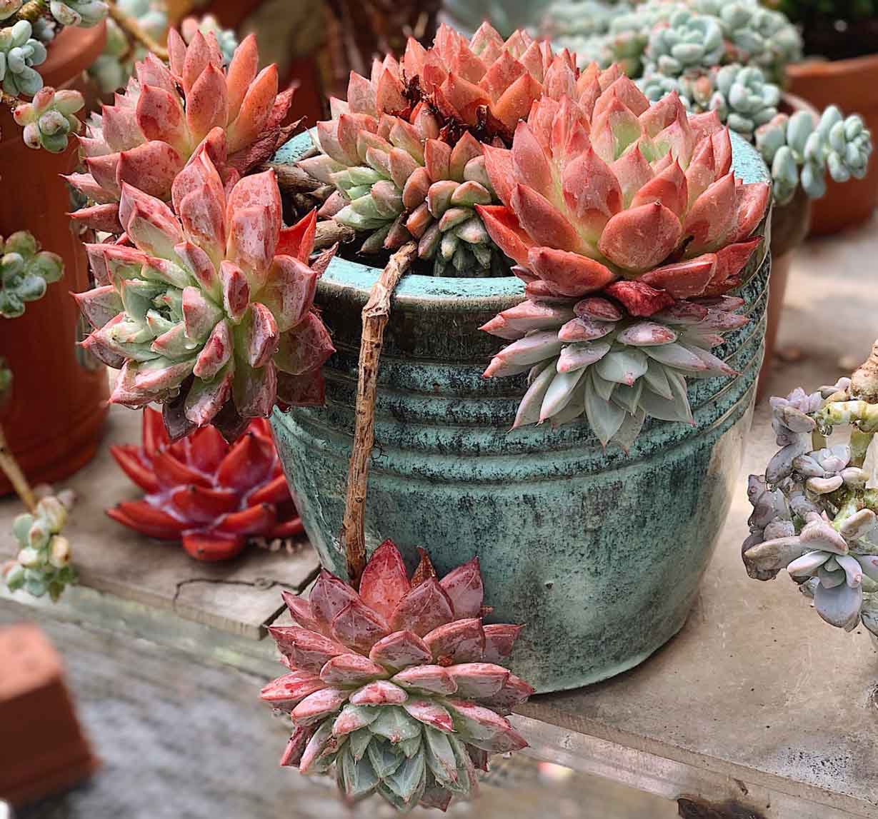 Tất Tần Tật Cách Trồng Sen Đá Chuẩn Cho Người Mới Bắt Đầu - 1 phút Sài Gòn